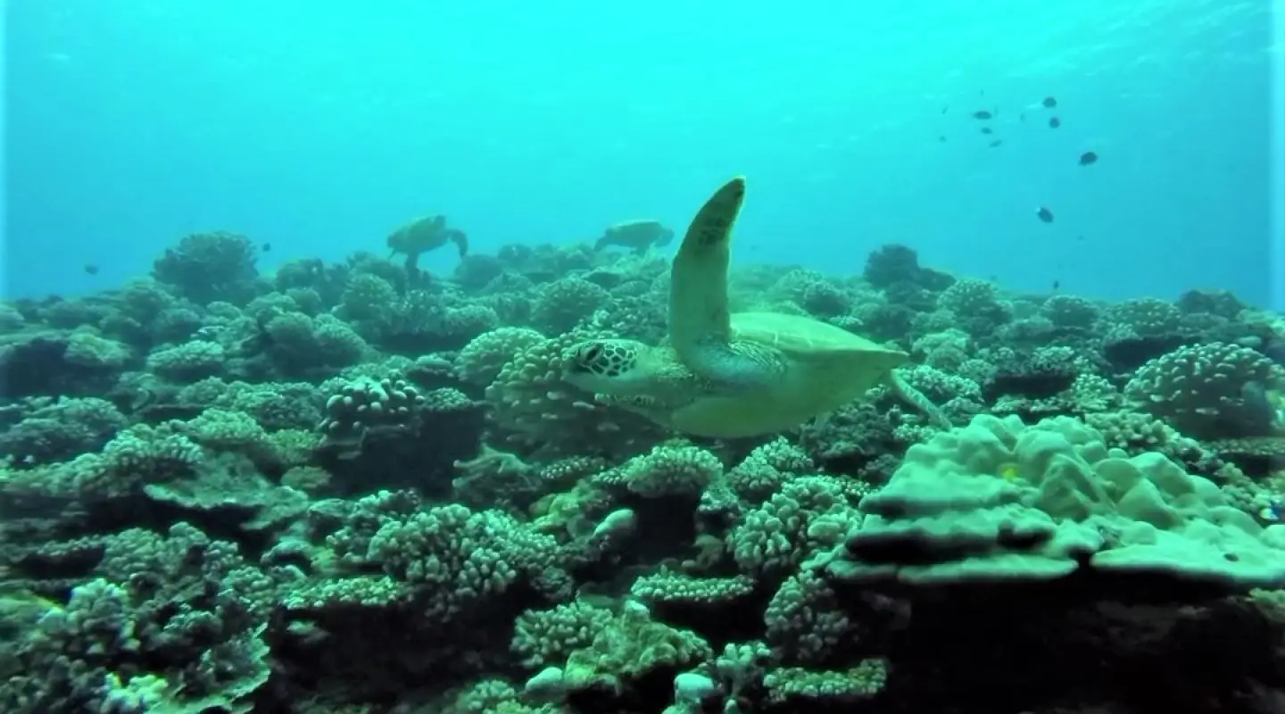 Tahiti diving White Valley - Triptahiti